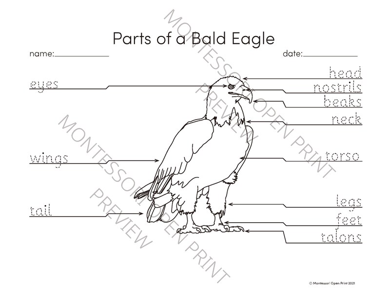 Montessori 3 Part Cards - Parts of a Bald Eagle - Etsy