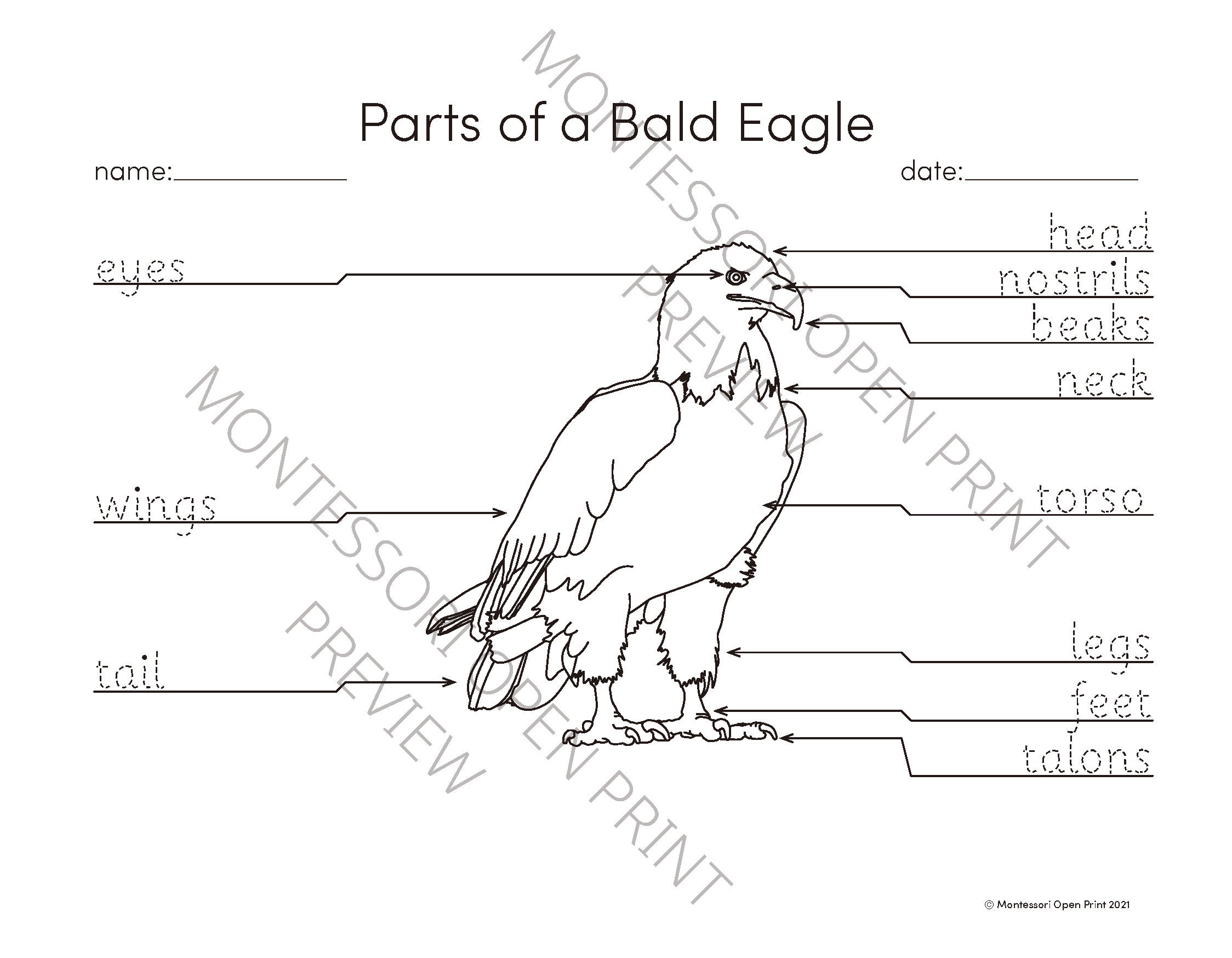 Montessori 3 Part Cards - Parts of a Bald Eagle - Etsy