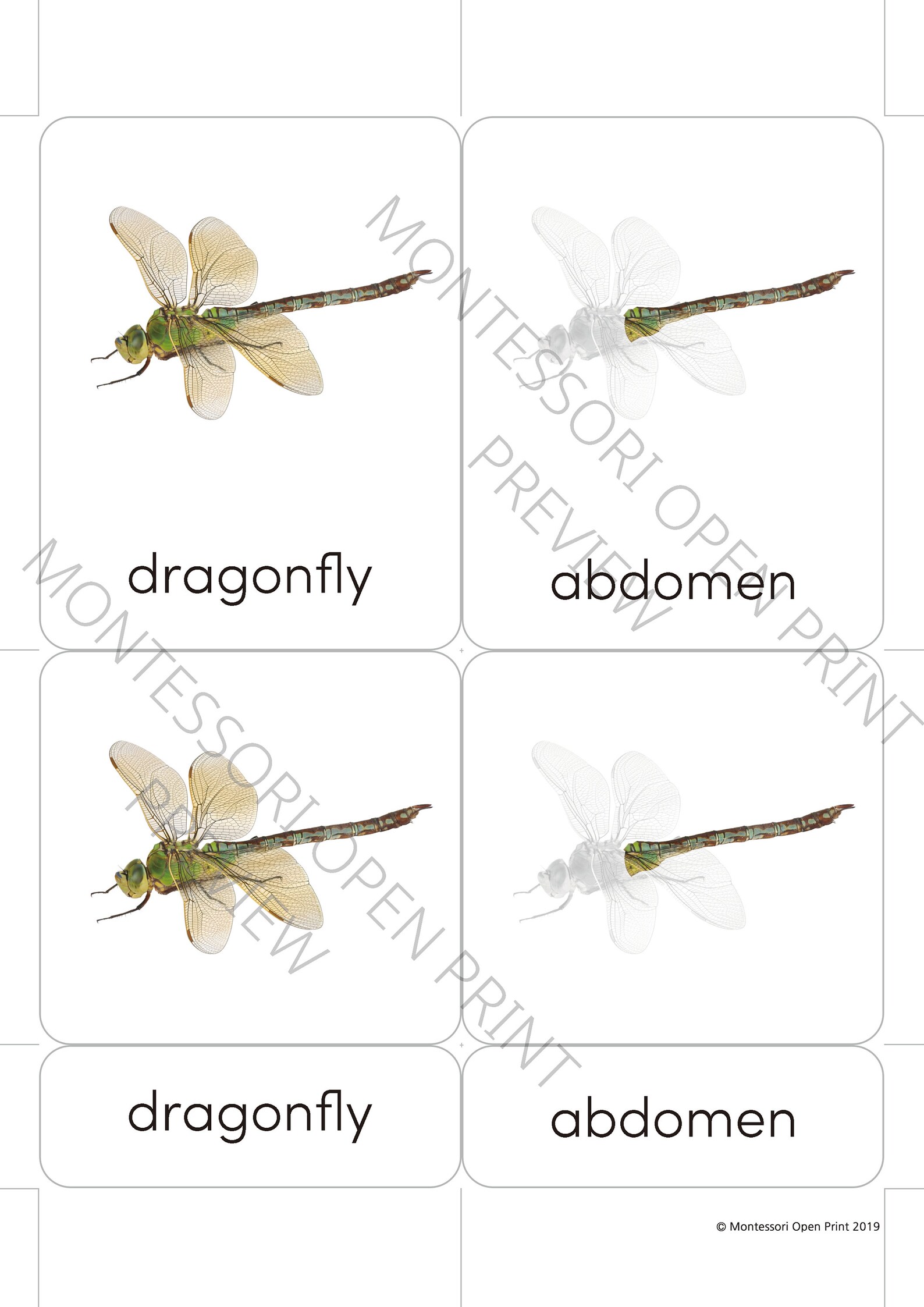 Montessori 3 Part Cards Parts of a Dragonfly - Etsy