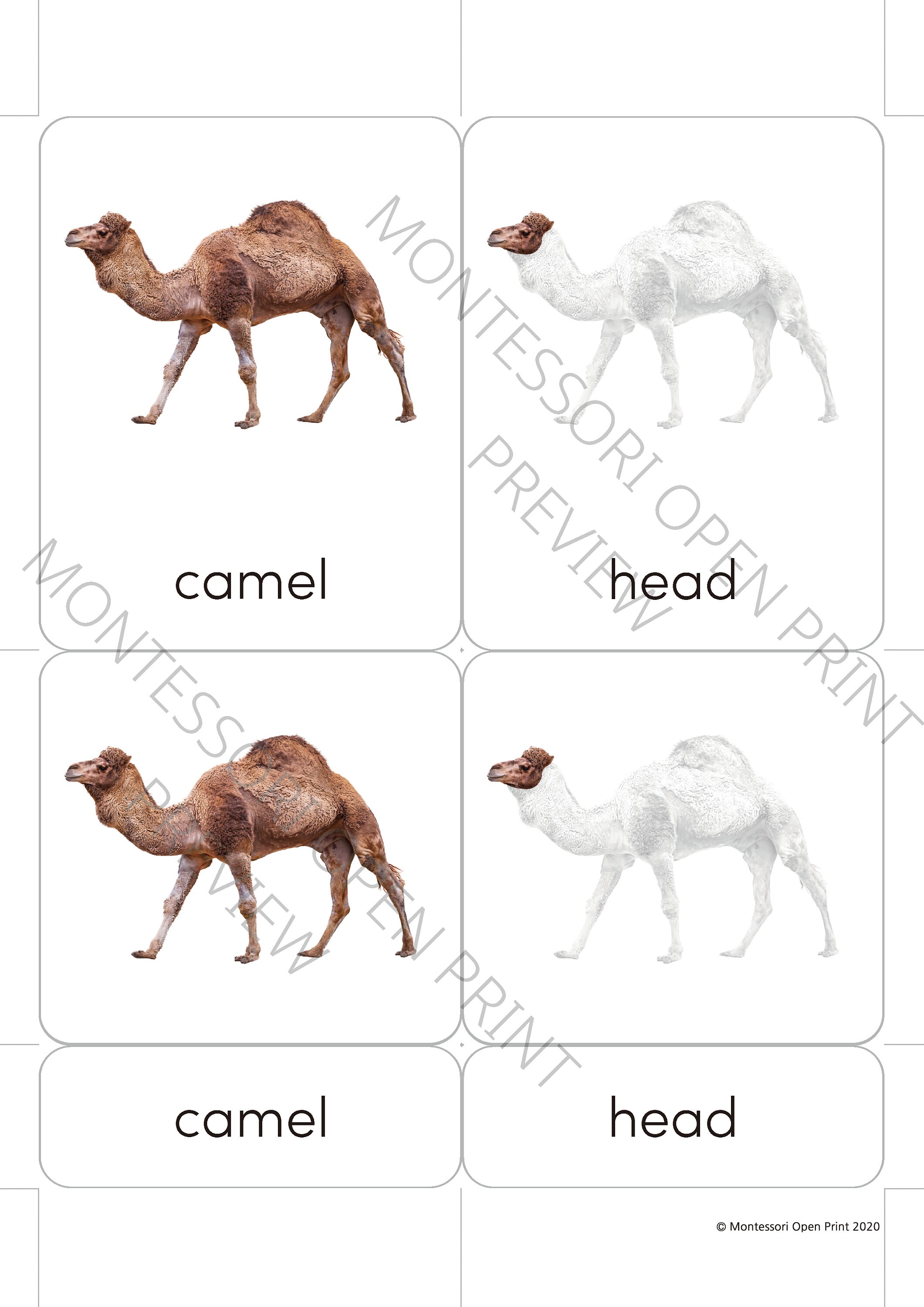 Montessori 3 Part Cards Parts of a Cameldromedary - Etsy