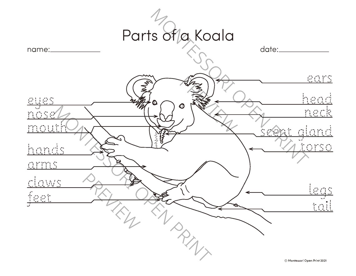 Montessori 3 Part Cards Parts of a Koala - Etsy