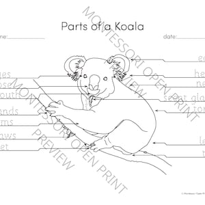 Montessori 3 Part Cards Parts of a Koala - Etsy
