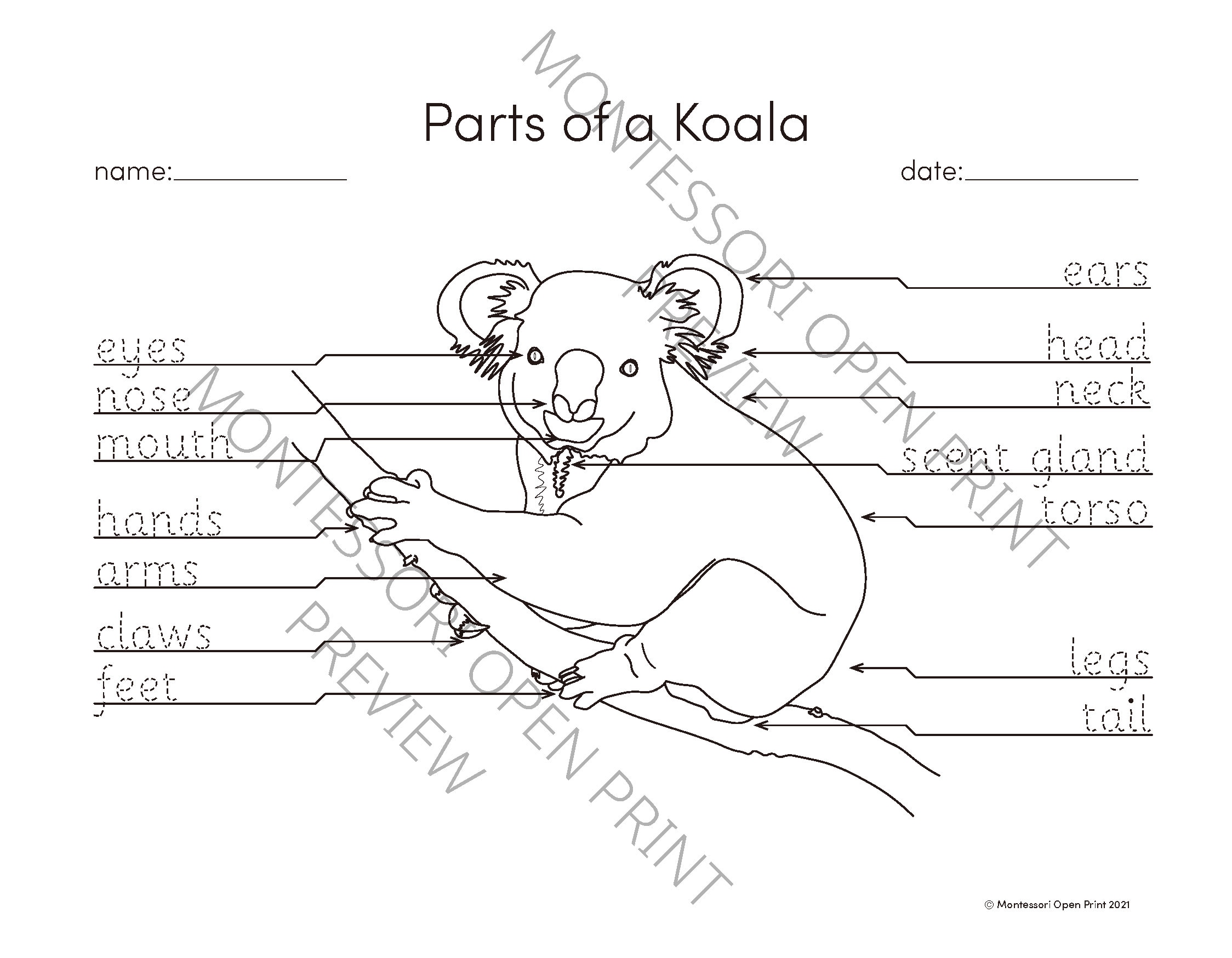 Montessori 3 Part Cards Parts of a Koala - Etsy