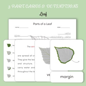 Montessori 3 Part Cards and Definition Cards Parts of a Leaf - Etsy