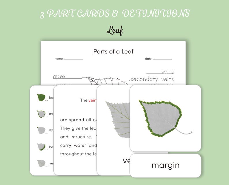 Montessori 3 Part Cards and Definition Cards Parts of a Leaf - Etsy