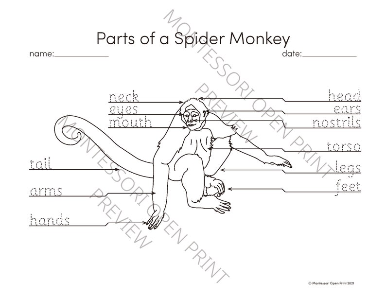 Montessori 3 Part Cards Parts of a Spider Monkey - Etsy