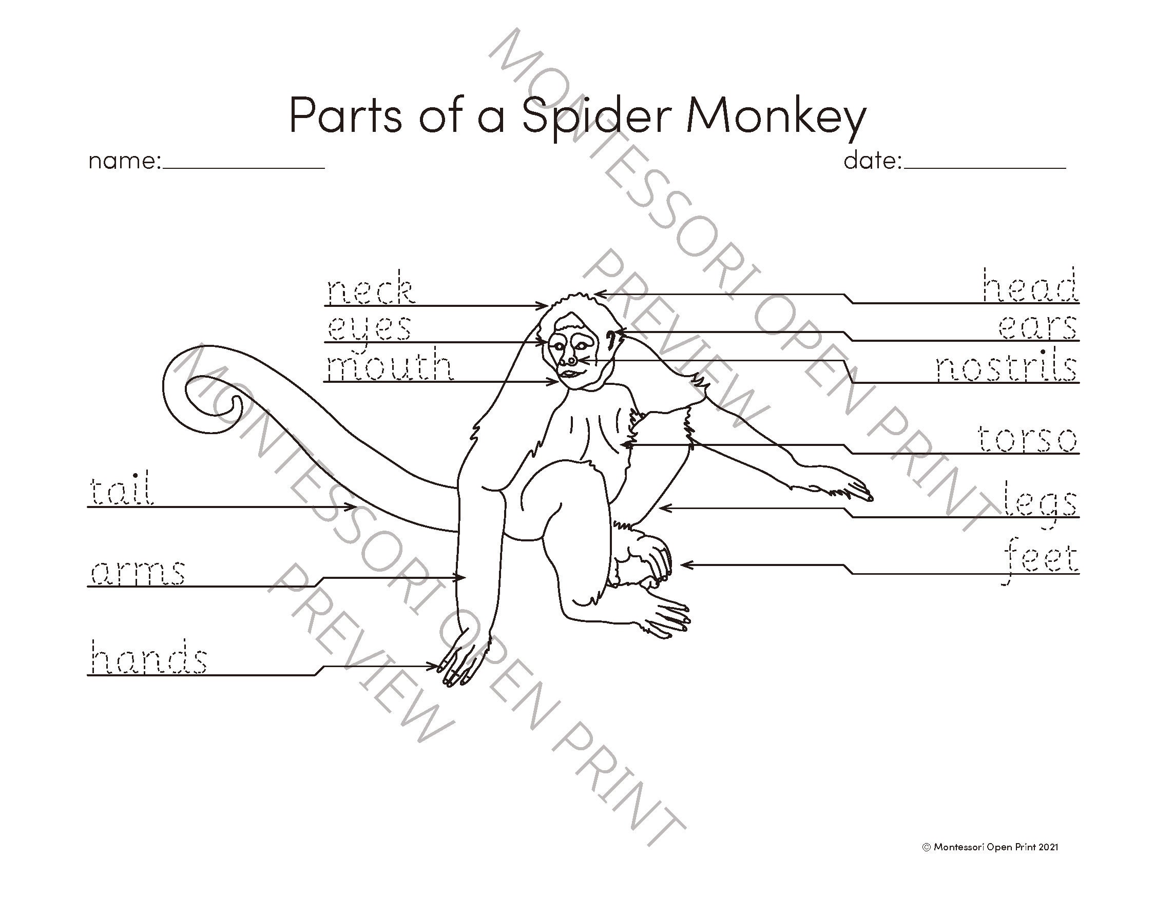 Montessori 3 Part Cards Parts of a Spider Monkey - Etsy