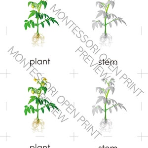 Montessori 3 Part Cards and Definitions Parts of a Plant - Etsy