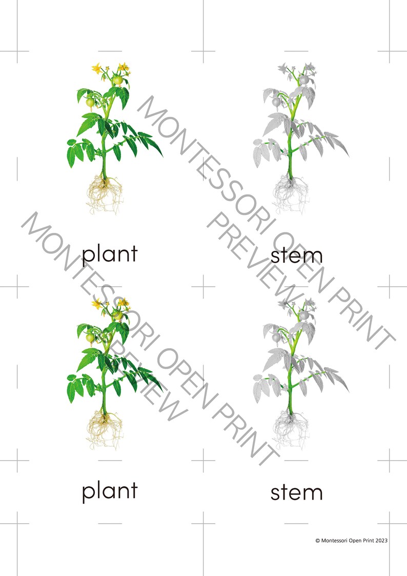 Montessori 3 Part Cards and Definitions Parts of a Plant - Etsy