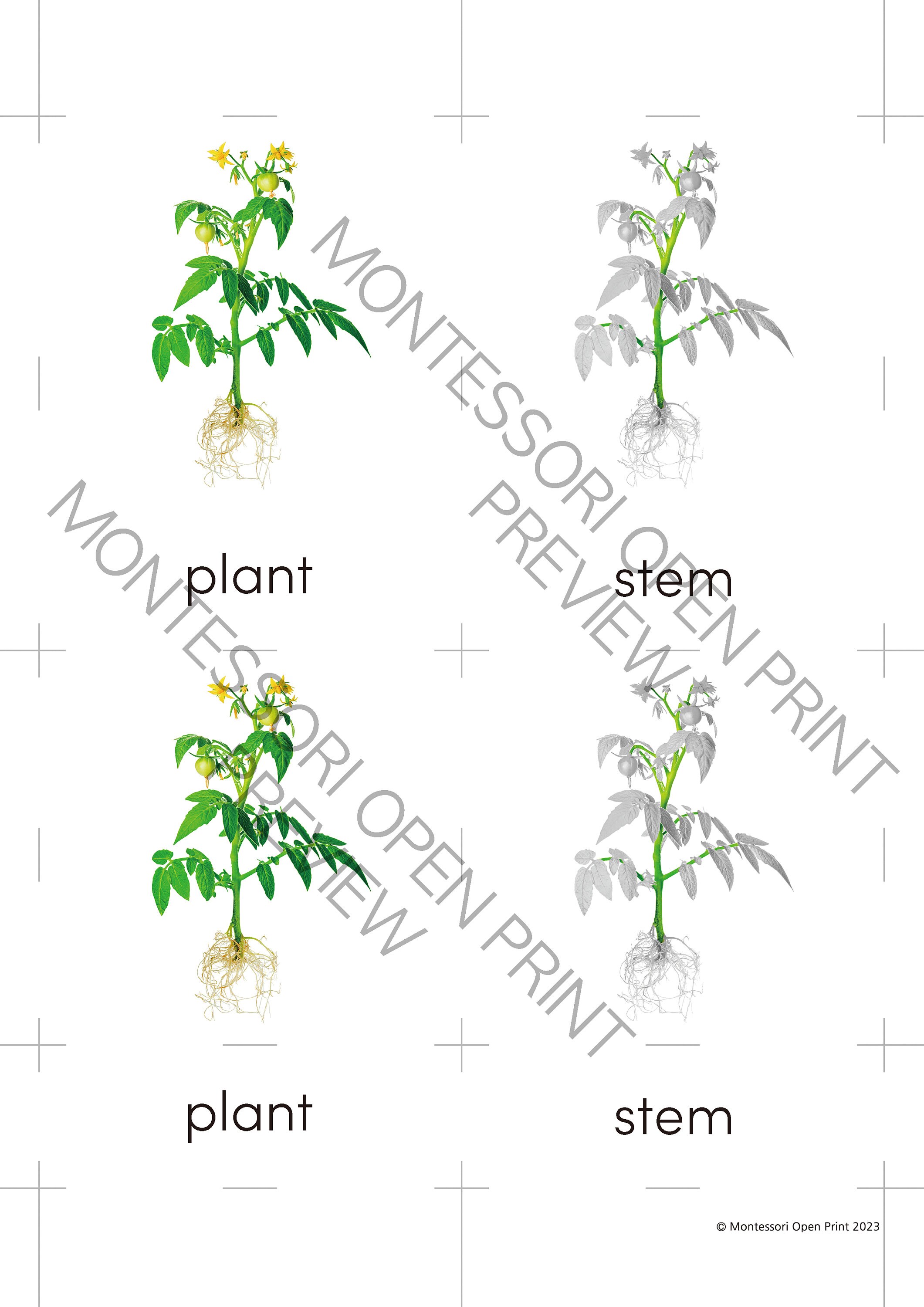 Montessori 3 Part Cards and Definitions Parts of a Plant - Etsy