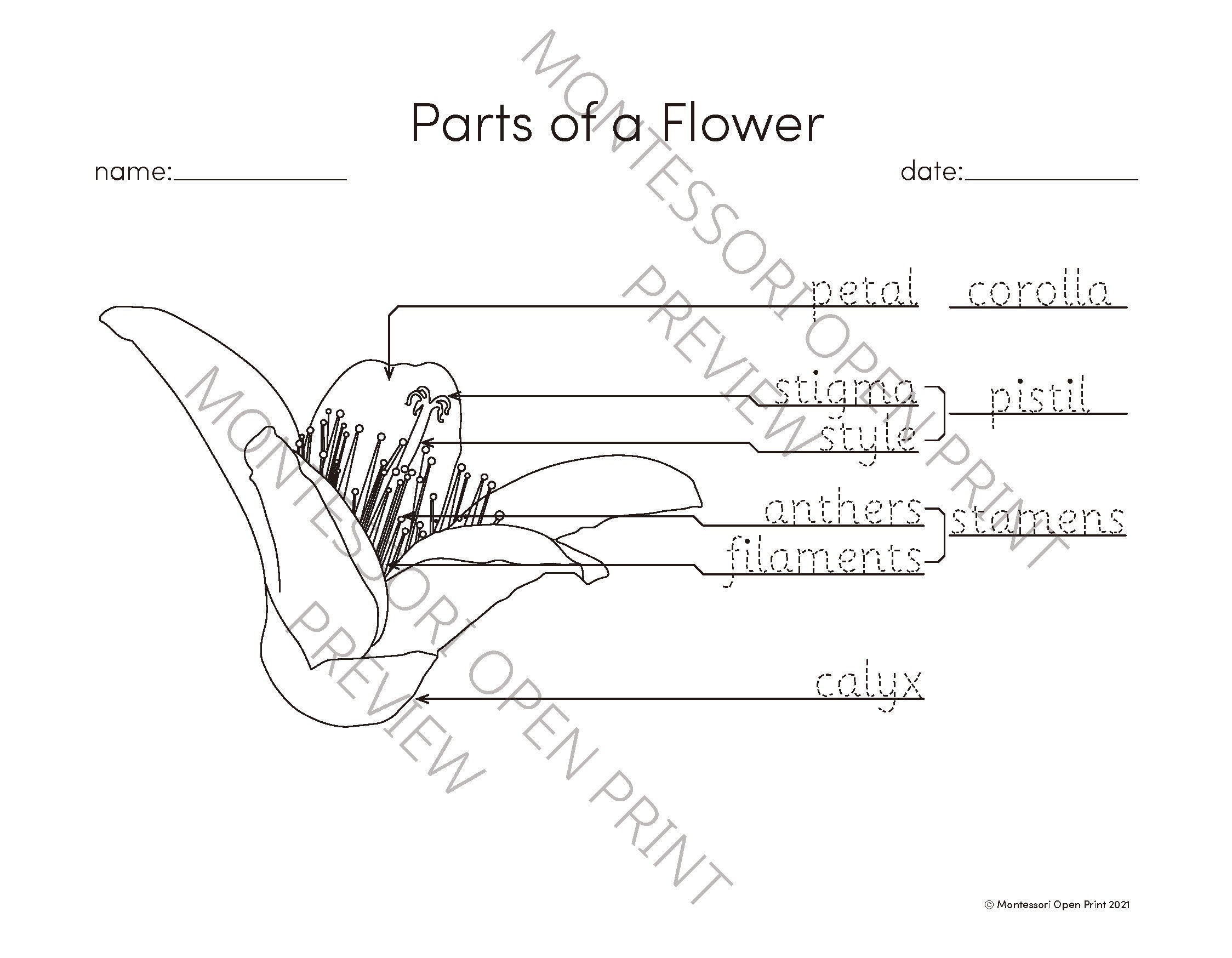 Montessori 3 Part Cards Parts of a Dicot Flower - Etsy