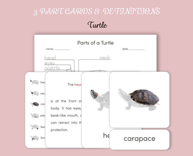 Montessori 3 Part Cards and Definitions - Parts of the Turtle - Etsy Canada