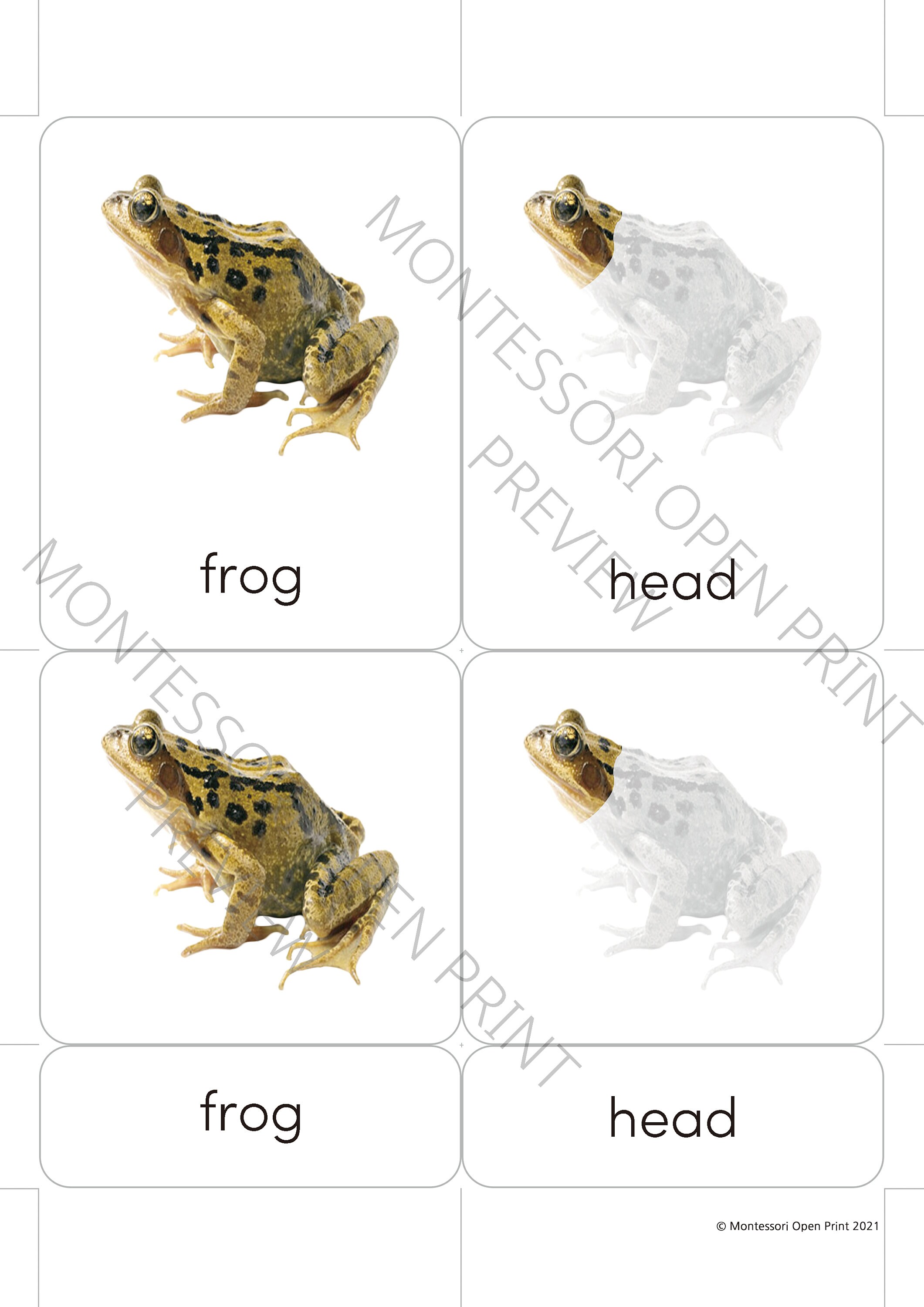Montessori 3 Part Cards Parts of a Frog - Etsy