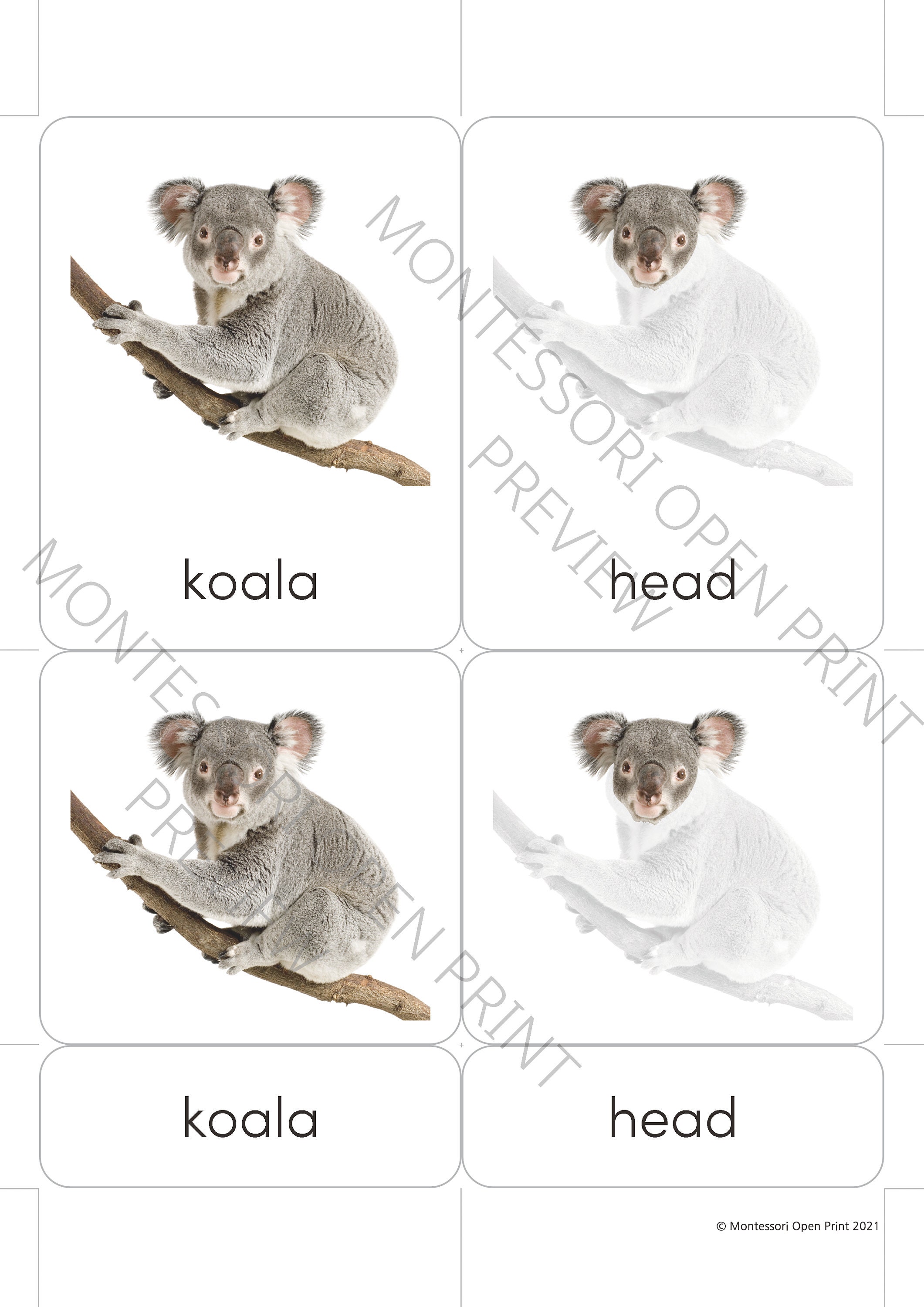 Koala Bear Body Parts If