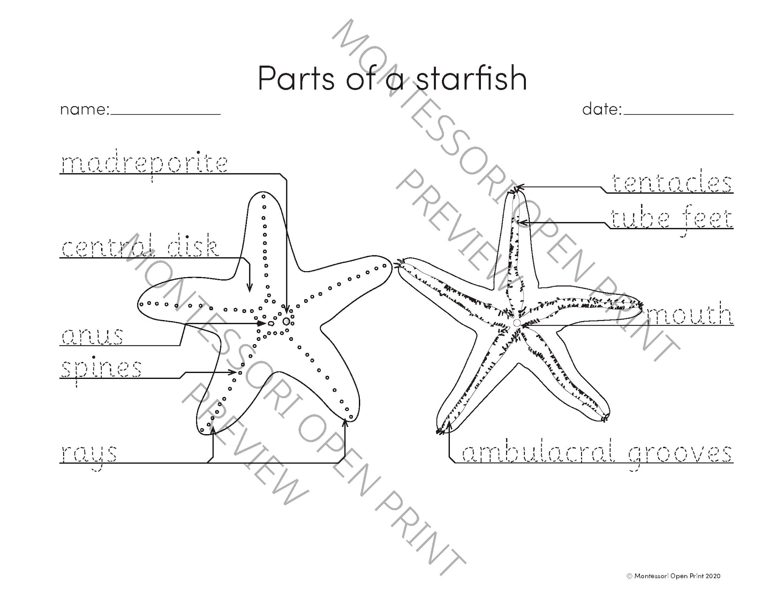 Montessori 3 Part Cards Parts of a Starfish - Etsy