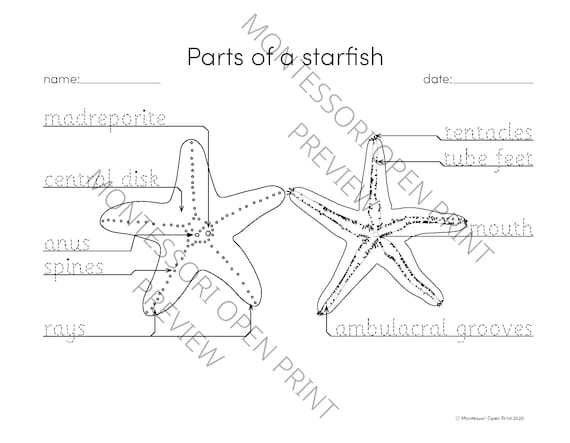 Starfish External Anatomy