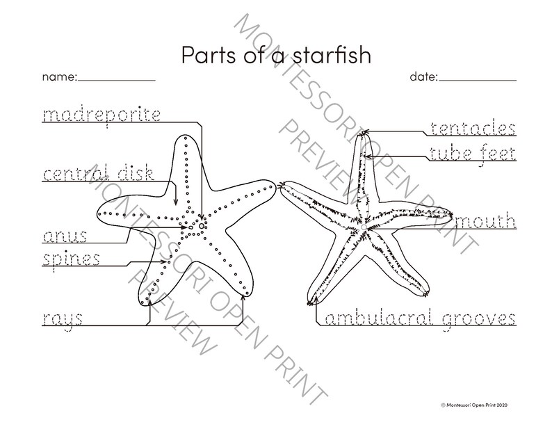 Montessori 3 Part Cards Parts of a Starfish - Etsy
