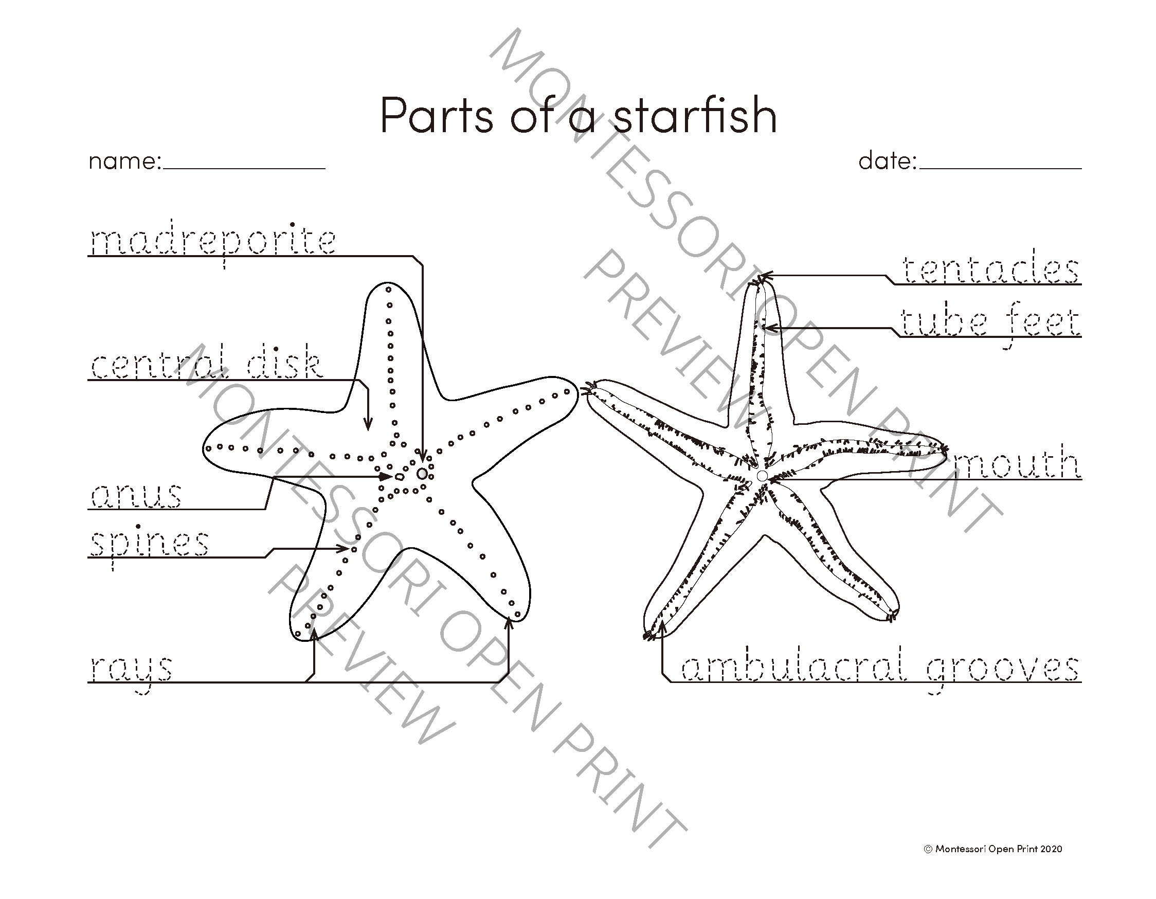 Montessori 3 Part Cards Parts of a Starfish - Etsy