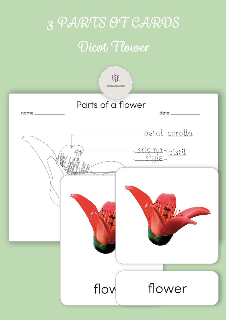 Montessori 3 Part Cards Parts of a Dicot Flower | Etsy