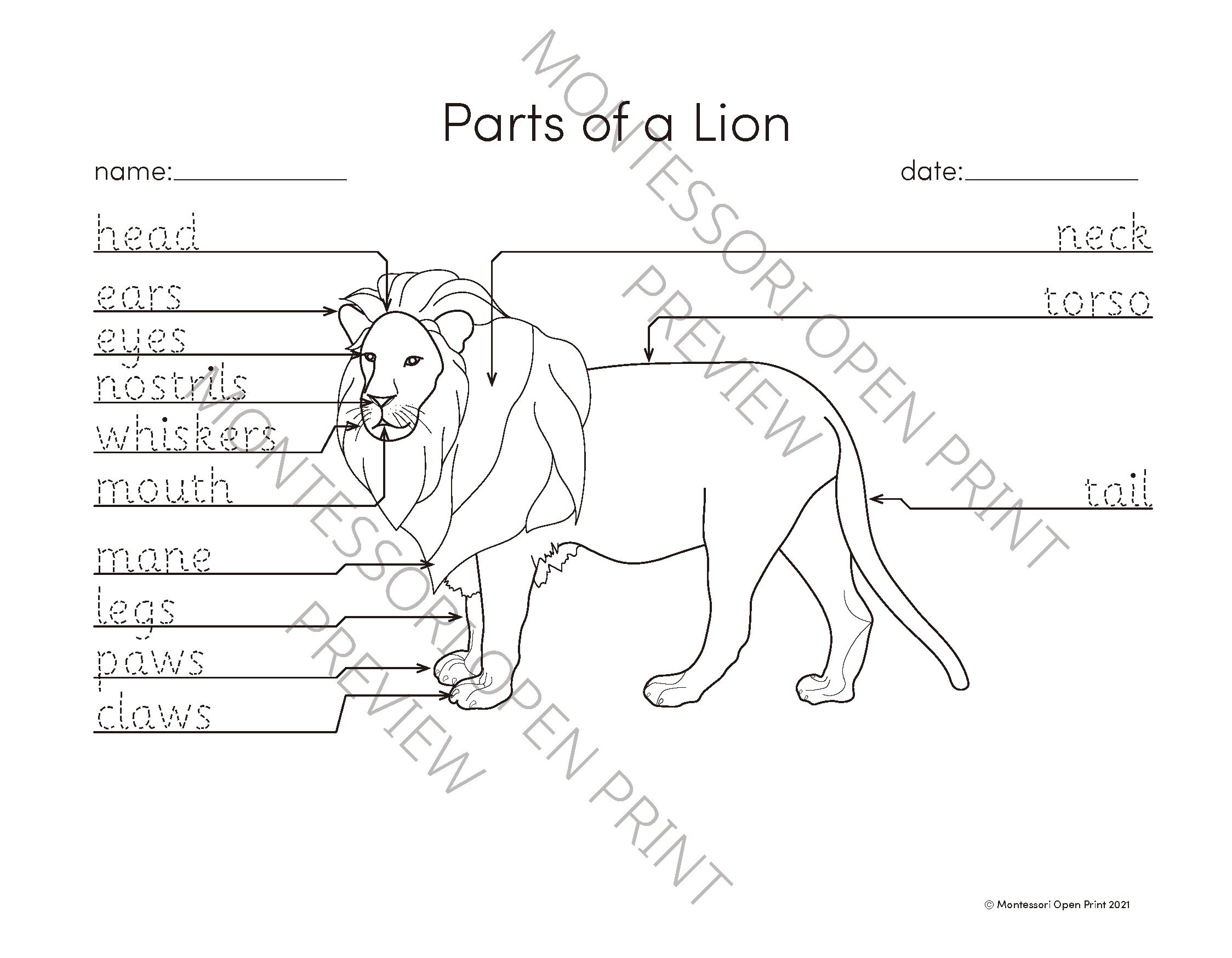 Montessori 3 Part Cards Parts of a Lion - Etsy