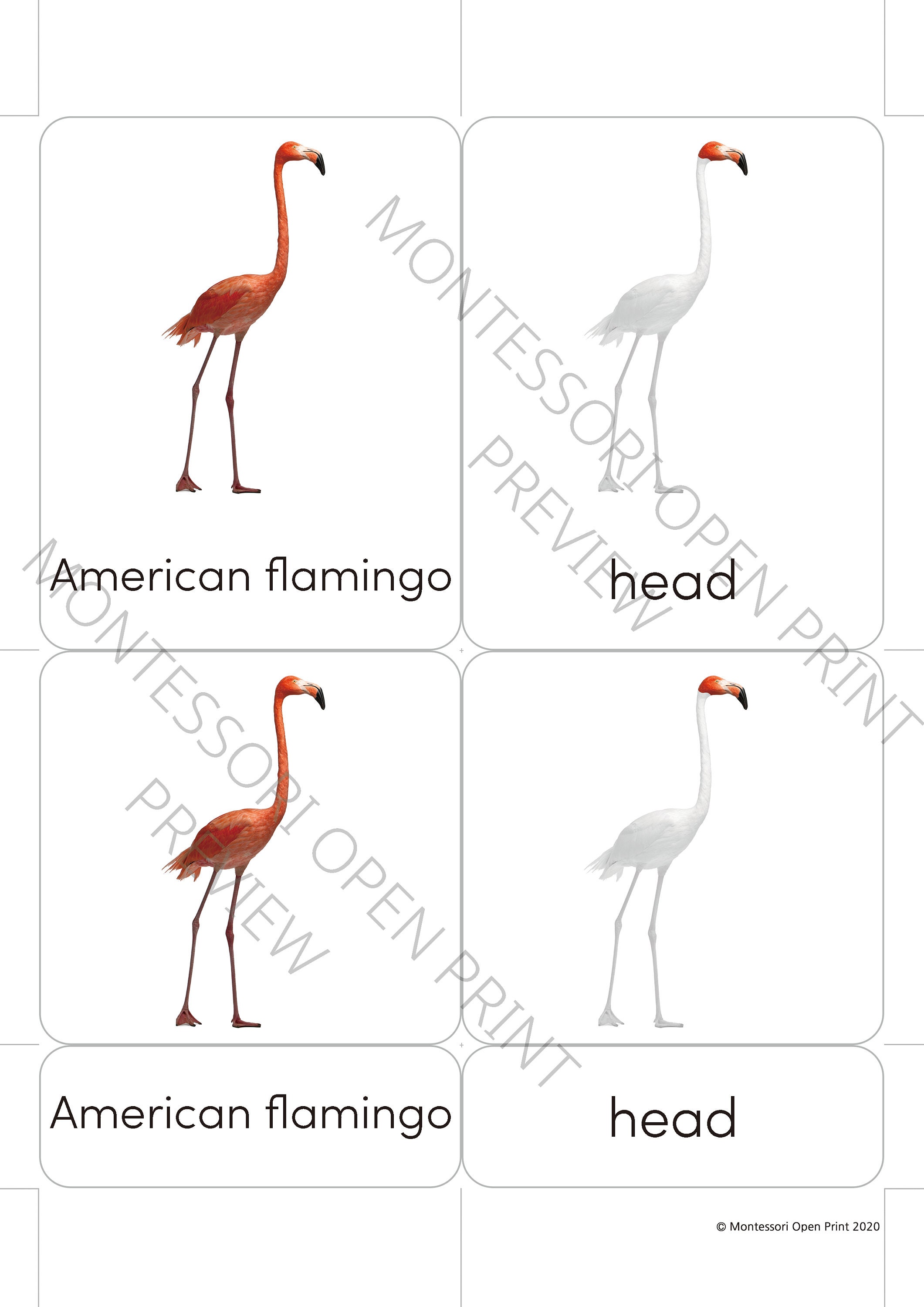 Montessori 3 Part Cards Parts of the American Flamingo - Etsy Hong Kong