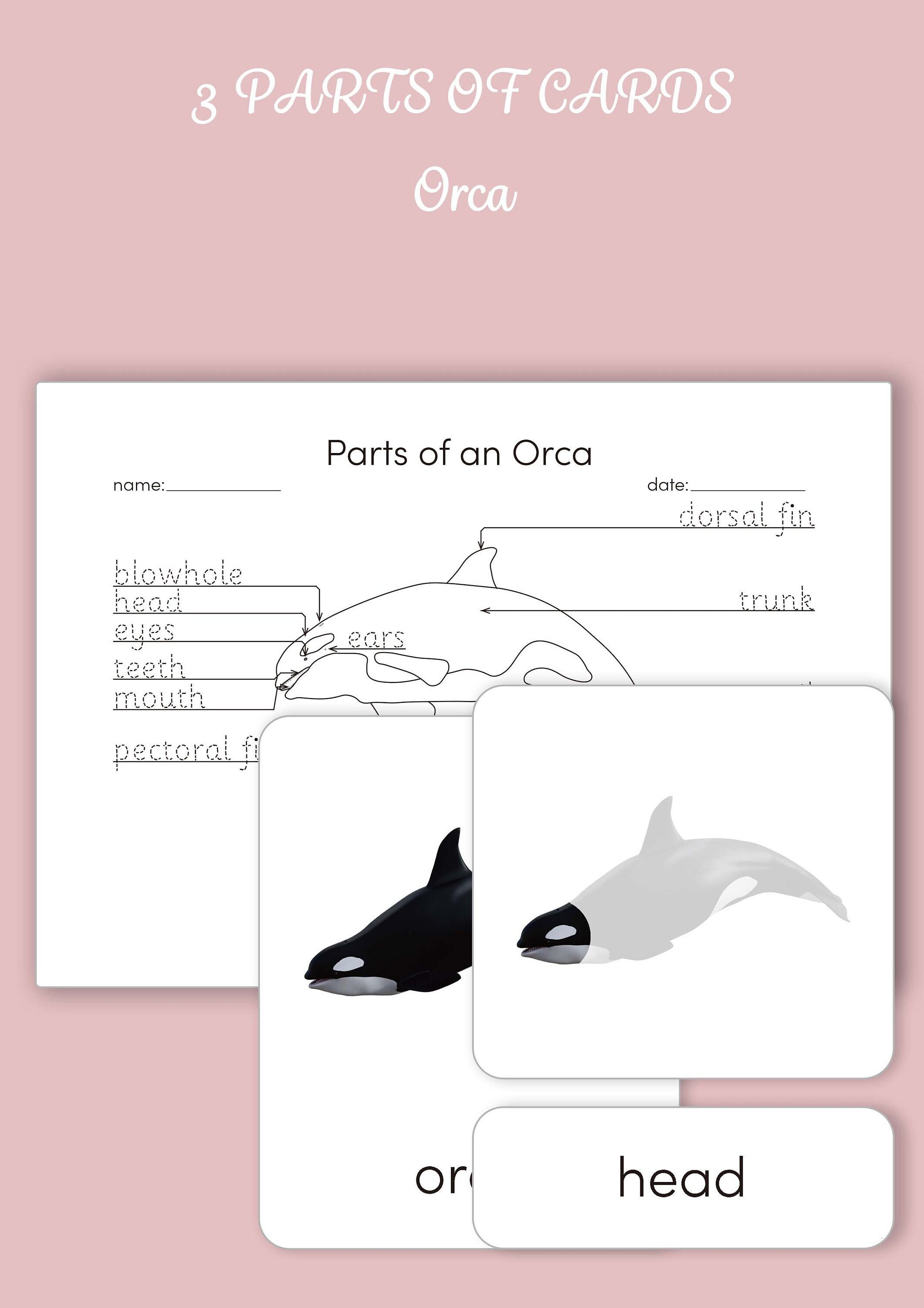 Montessori 3 Part Cards Parts of an Orca - Etsy