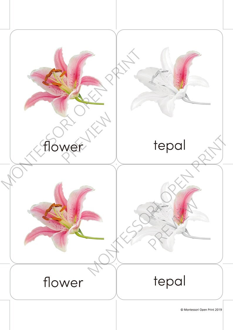 Montessori 3 Part Cards Parts of a Monocot Flower | Etsy
