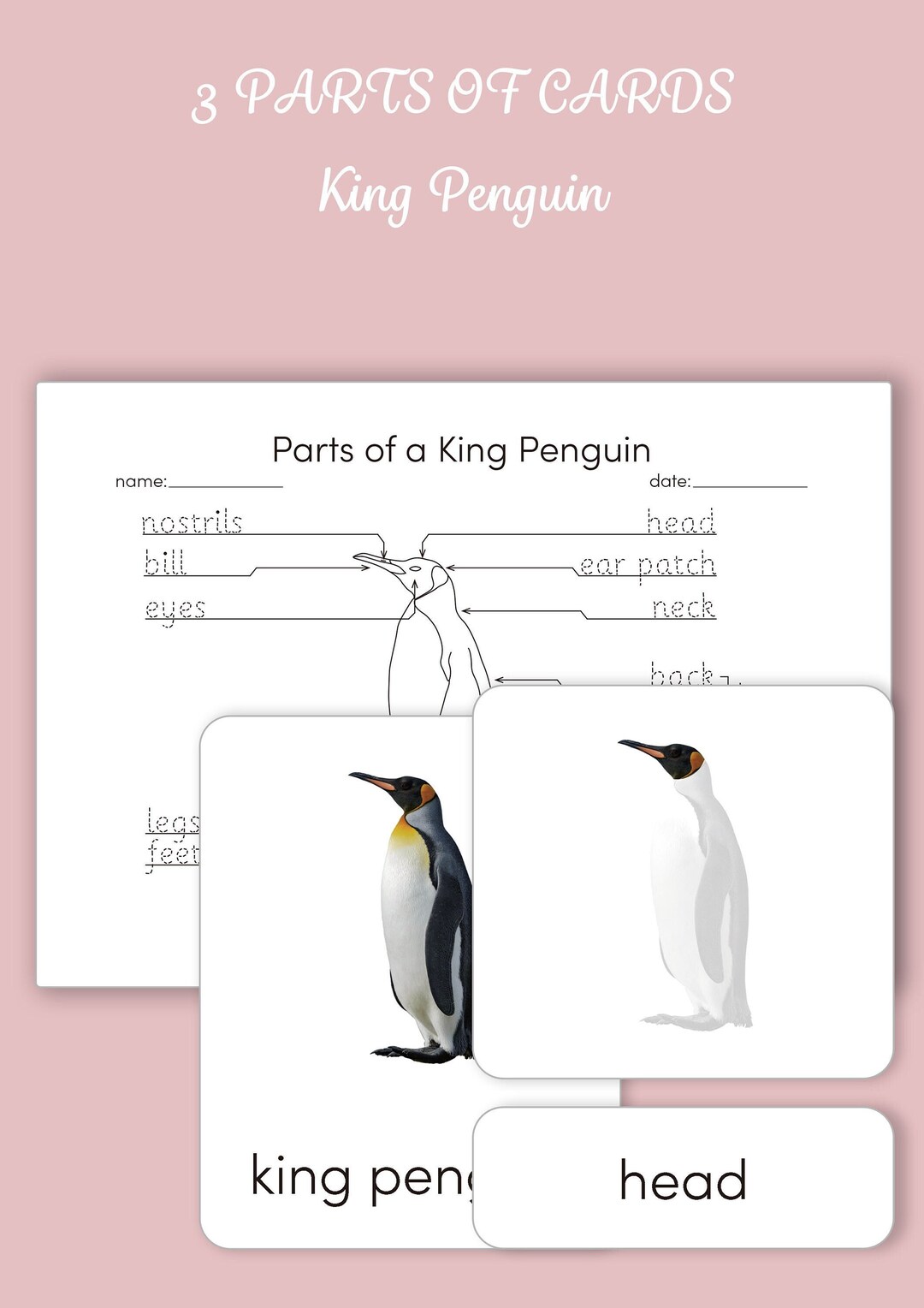 Montessori 3 Part Cards Parts of a King Penguin - Etsy