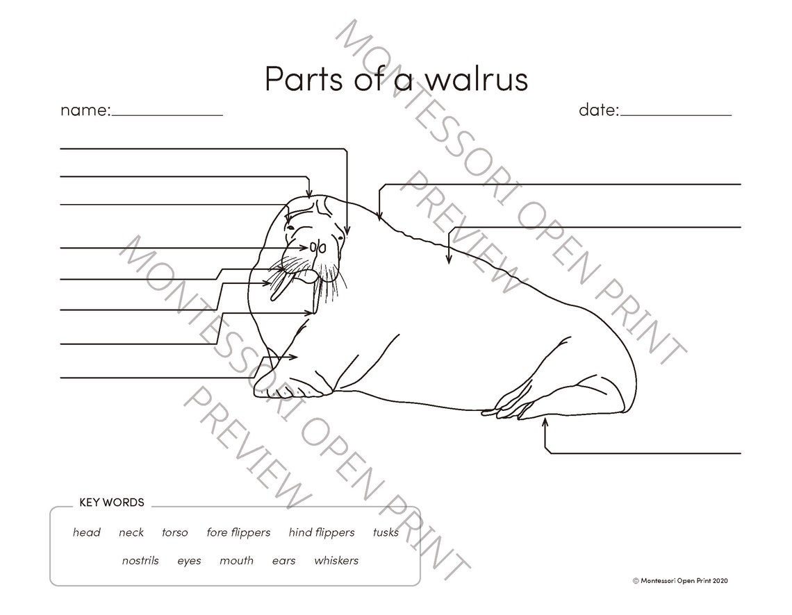 Montessori 3 Part Cards Parts of a Walrus - Etsy UK