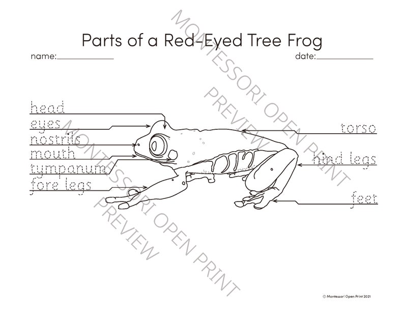 Montessori 3 Part Cards Parts of a Red-eyed Tree Frog - Etsy