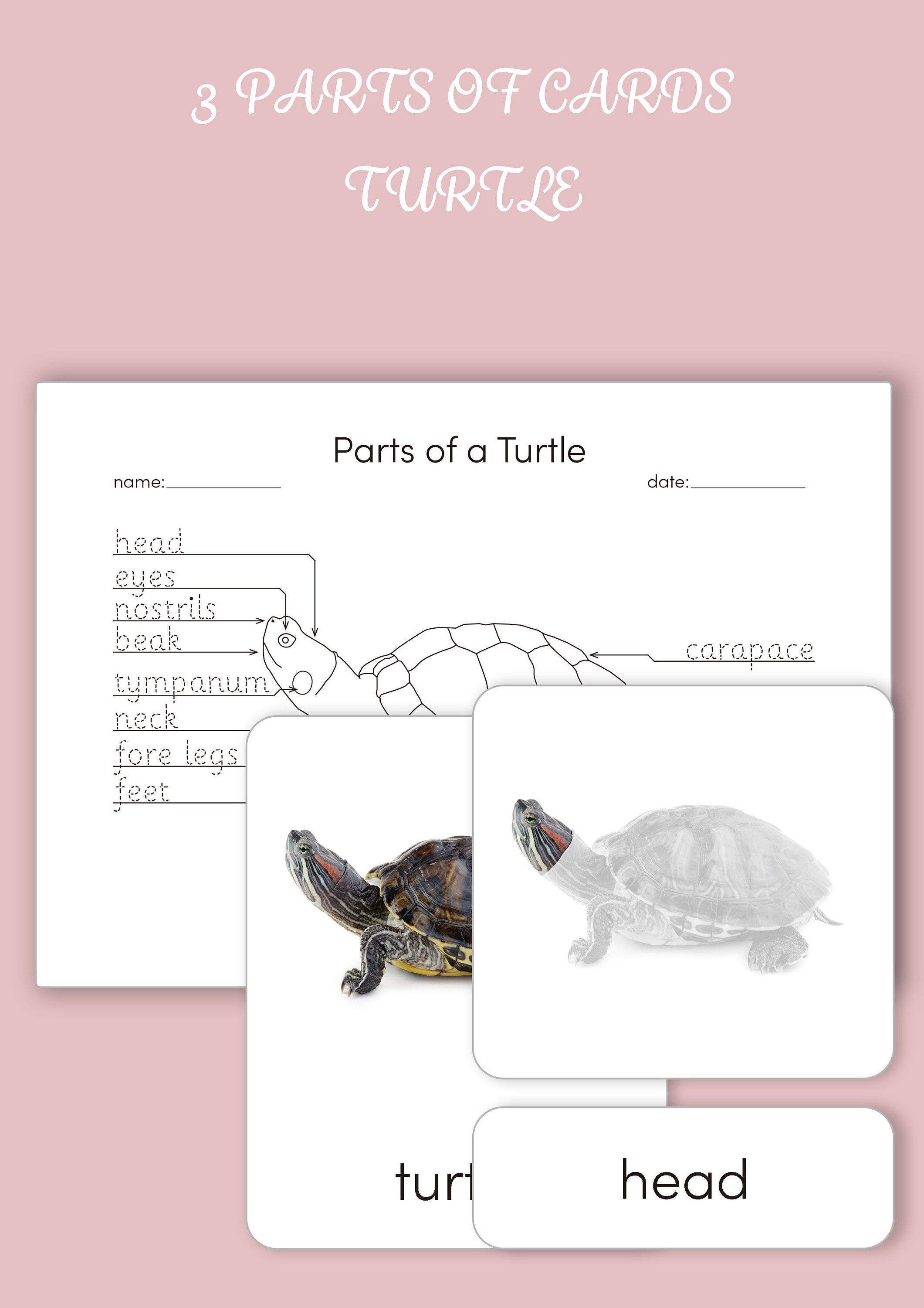 Montessori 3 Part Cards Parts of a Turtle - Etsy Canada