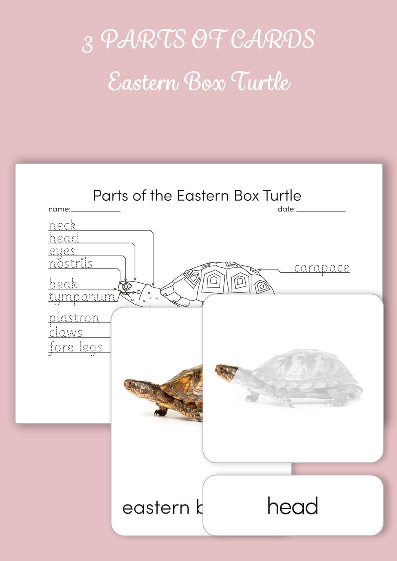 Montessori 3 Part Cards Parts of the Eastern Box Turtle - Etsy