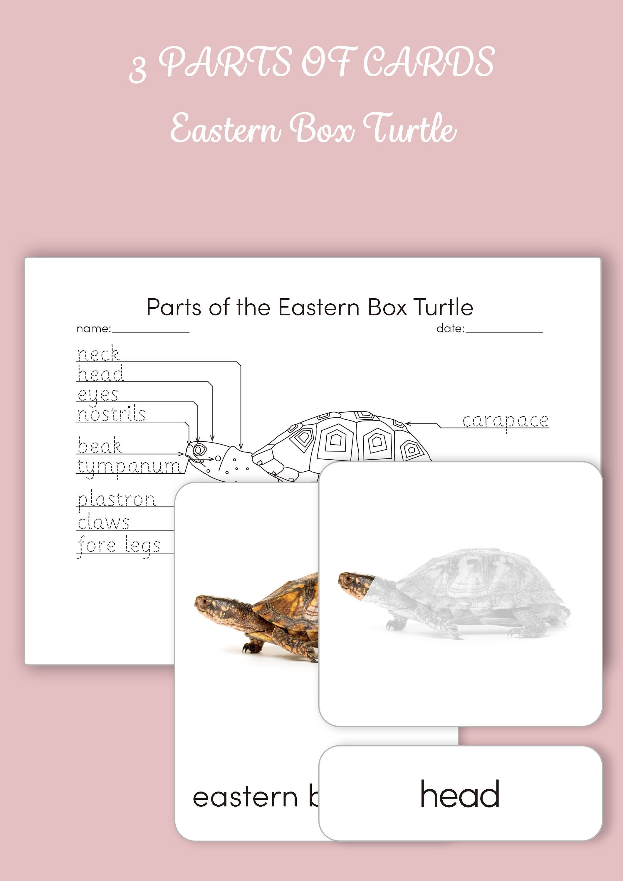 Montessori 3 Part Cards Parts of the Eastern Box Turtle - Etsy