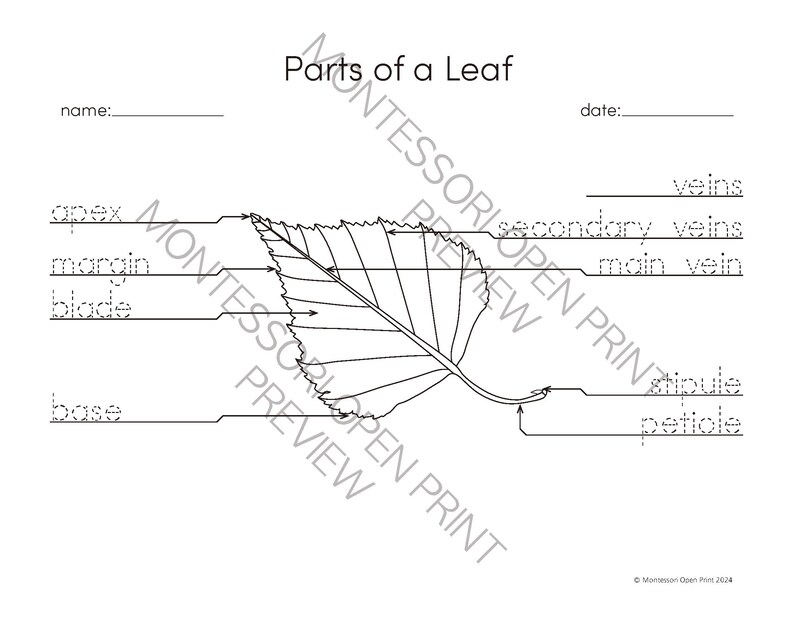 Montessori 3 Part Cards and Definition Cards Parts of a Leaf - Etsy