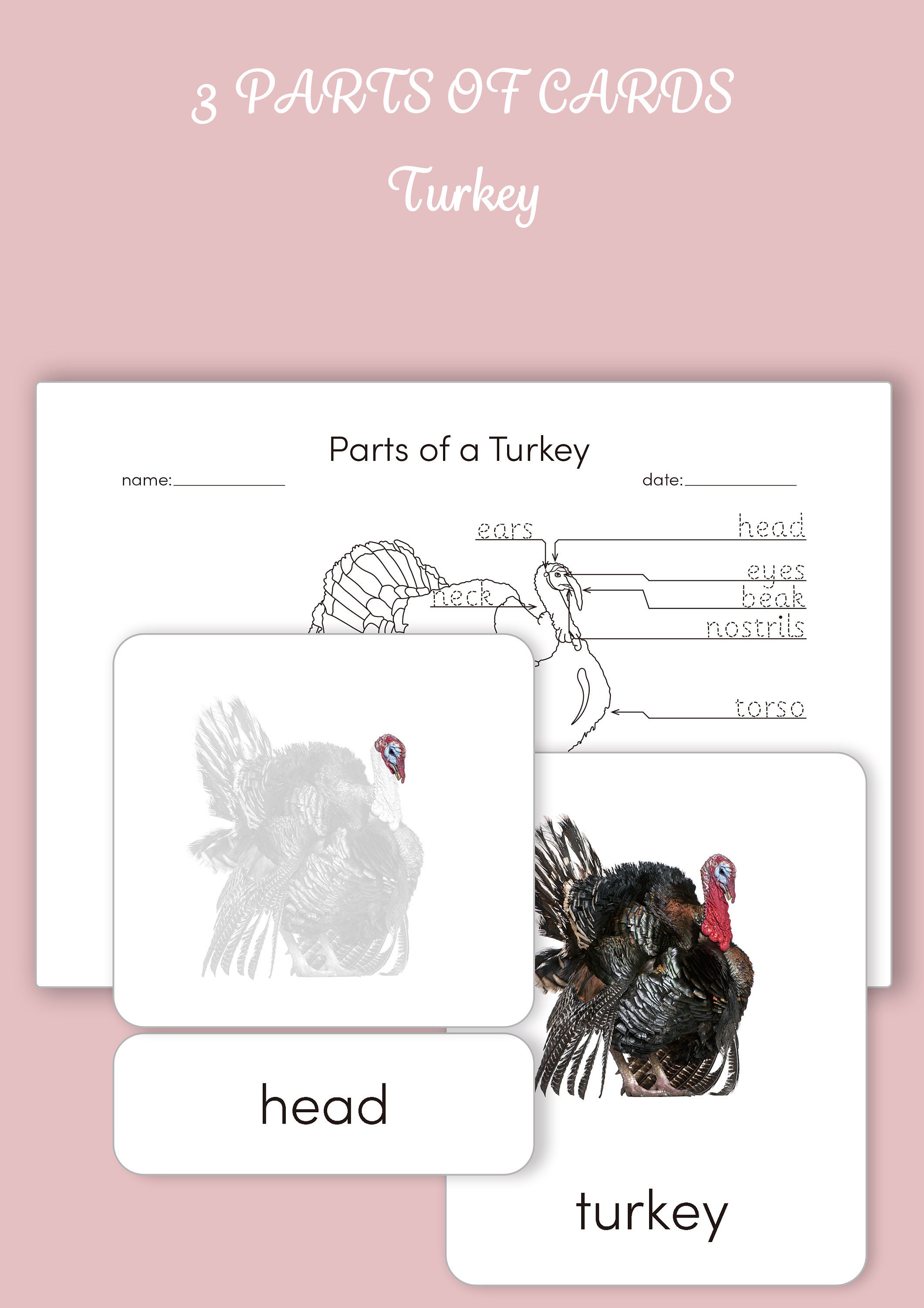 Montessori 3 Part Cards Parts of a Turkey - Etsy