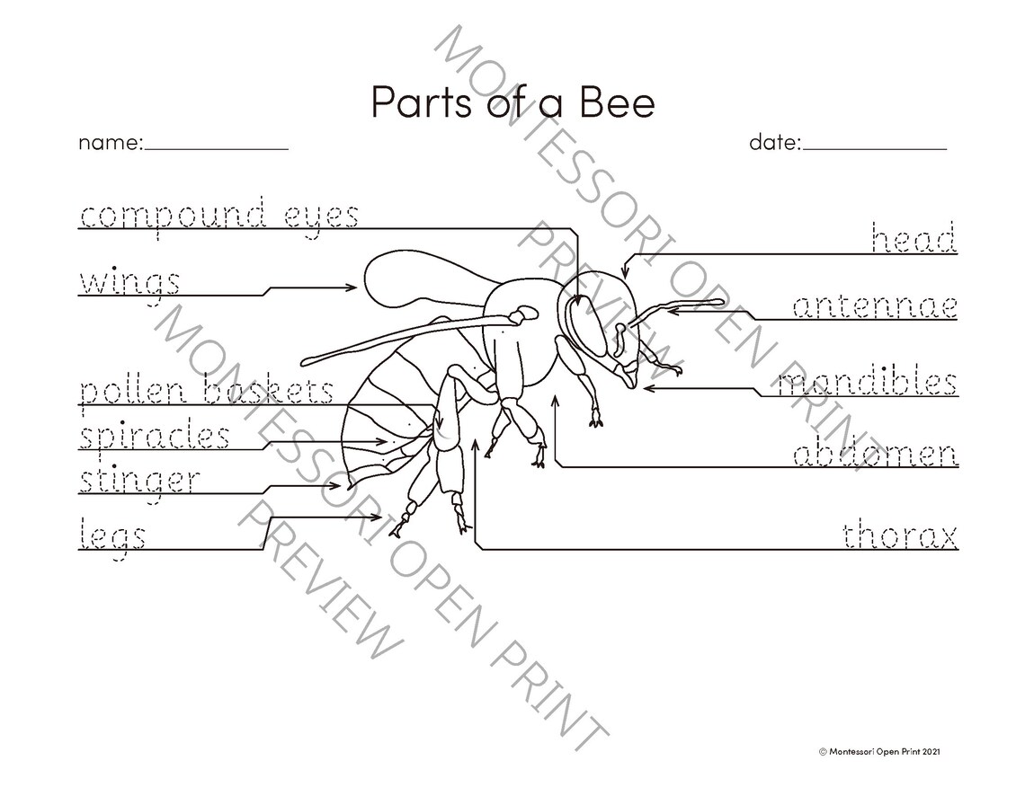 Montessori 3 Part Cards Parts of a Bee - Etsy