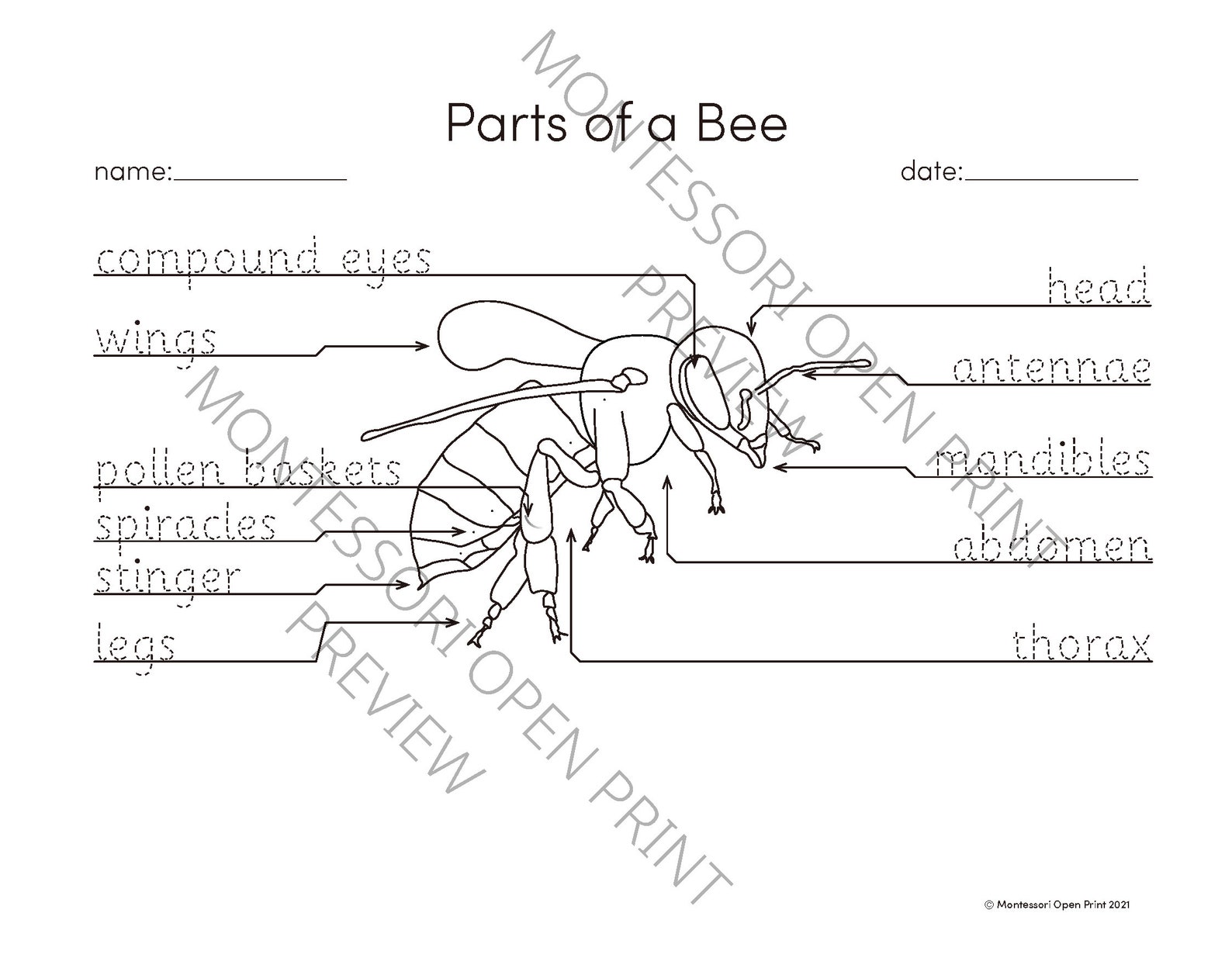 Montessori 3 Part Cards Parts of a Bee - Etsy