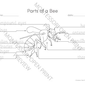 Montessori 3 Part Cards Parts of a Bee - Etsy