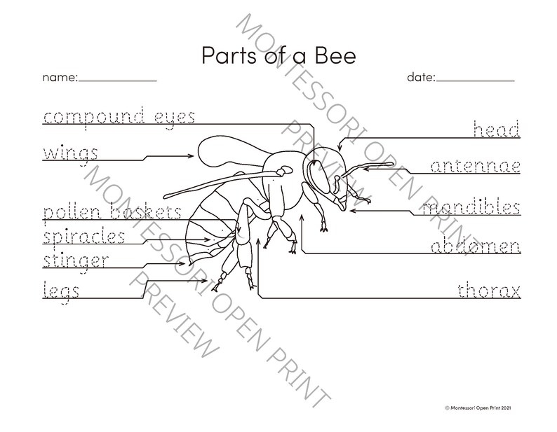 Montessori 3 Part Cards Parts of a Bee - Etsy