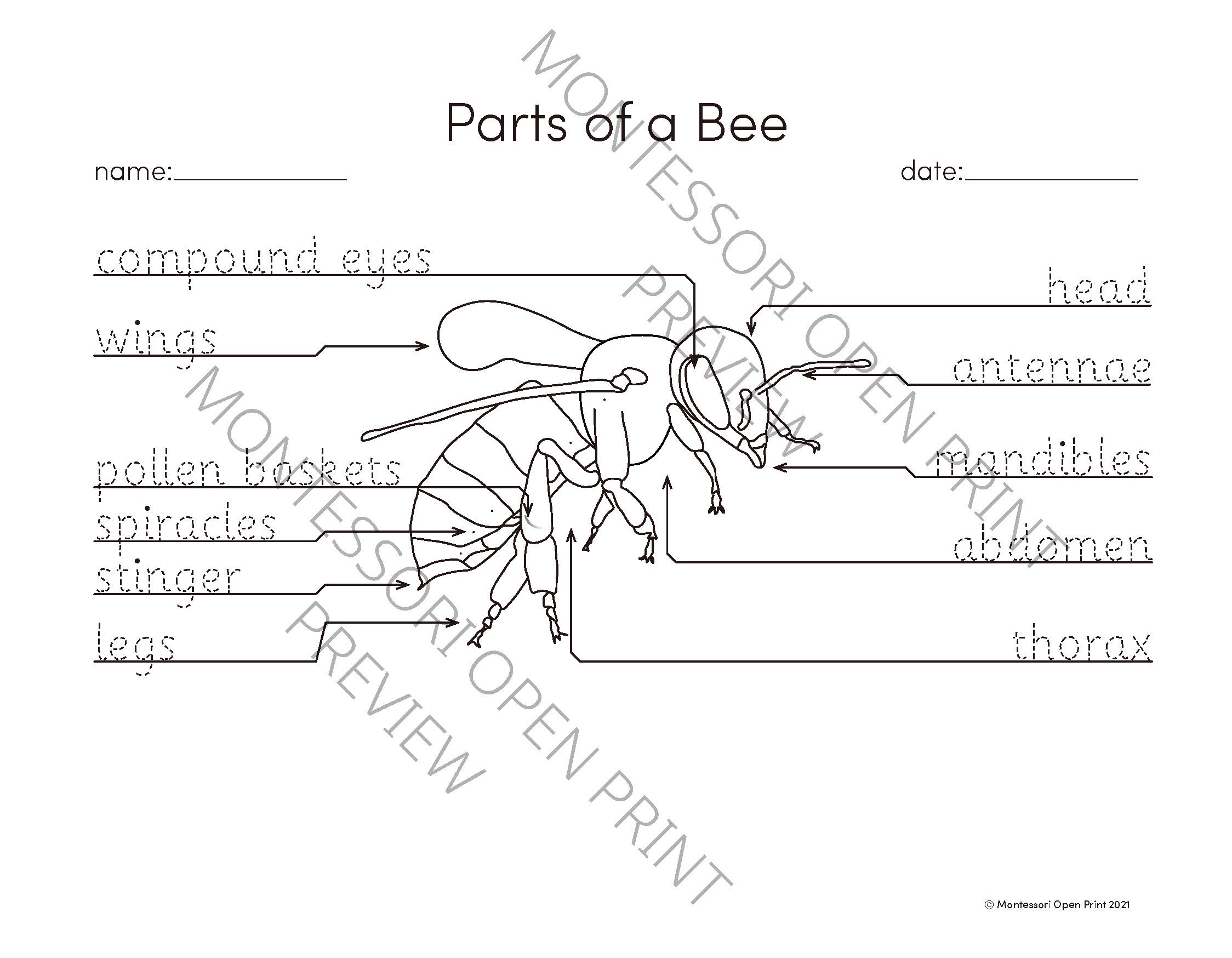 Montessori 3 Part Cards Parts of a Bee - Etsy