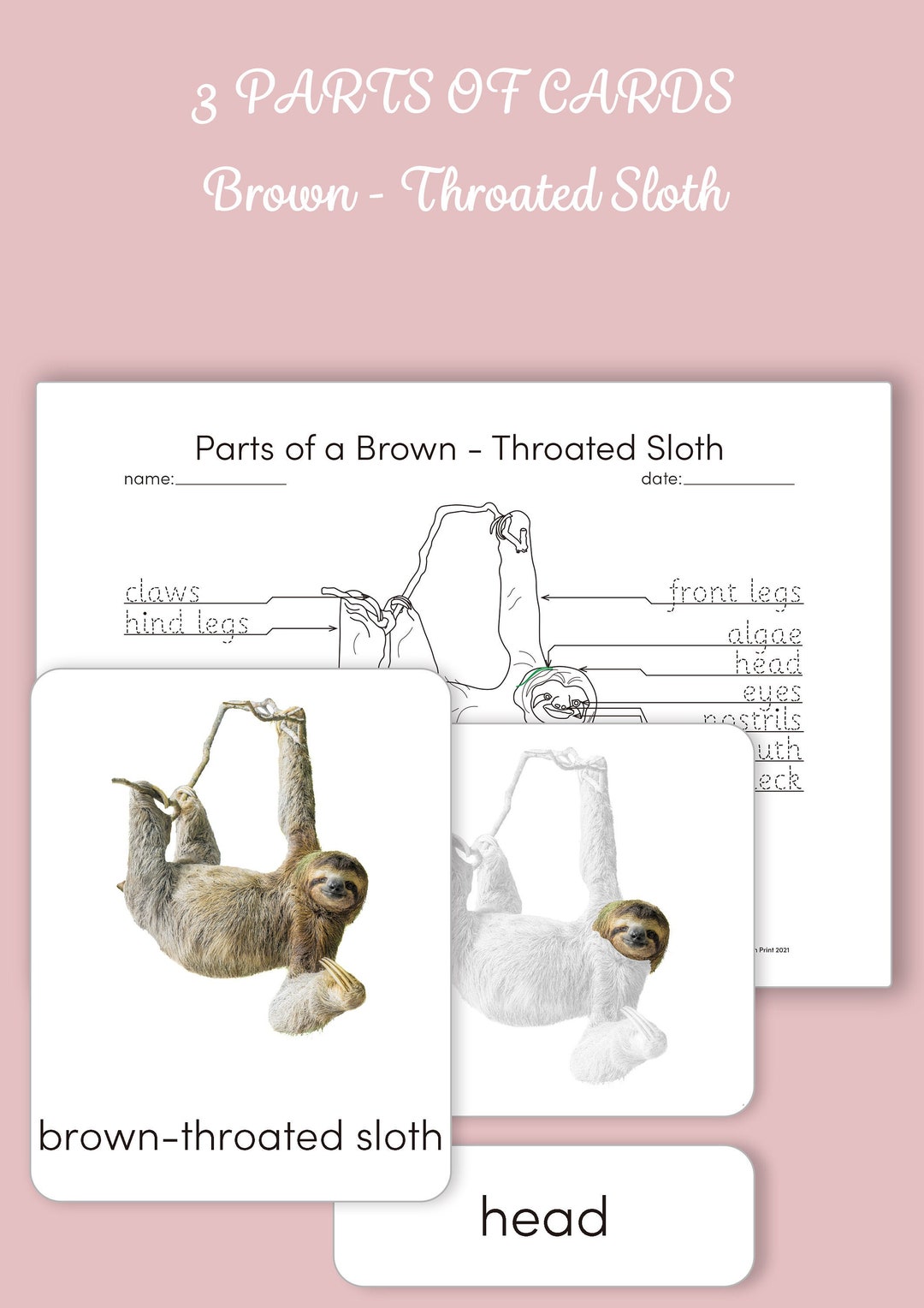 Montessori 3 Part Cards Parts of a Brown Throated Sloth - Etsy