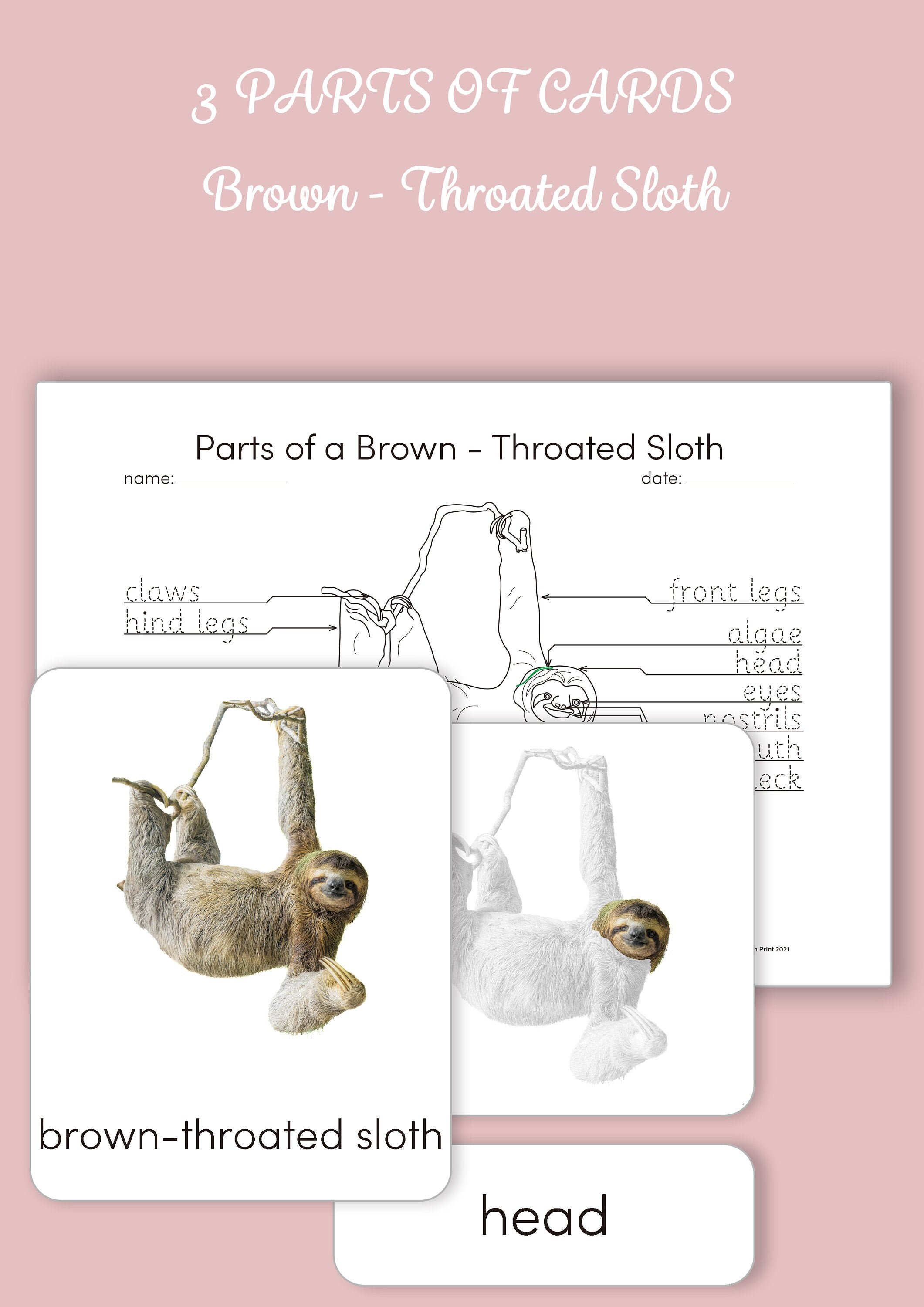 Montessori 3 Part Cards Parts of a Brown Throated Sloth - Etsy
