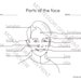 Montessori 3 Part Cards Parts of the Face - Etsy