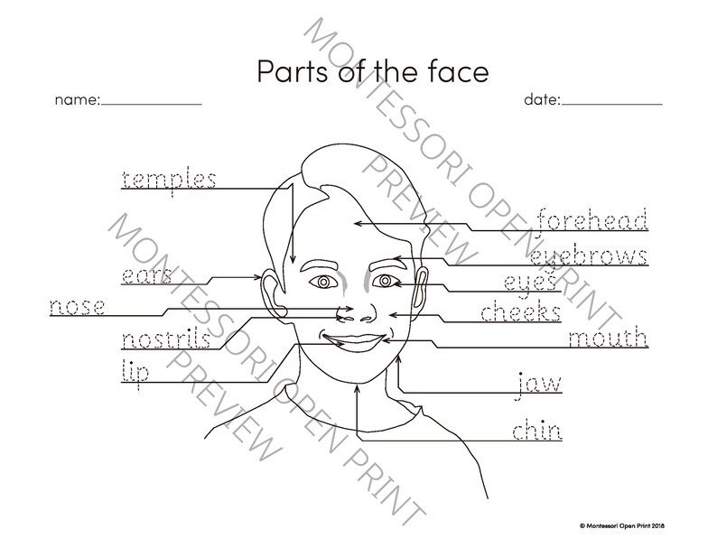 Montessori 3 Part Cards Parts of the Face - Etsy
