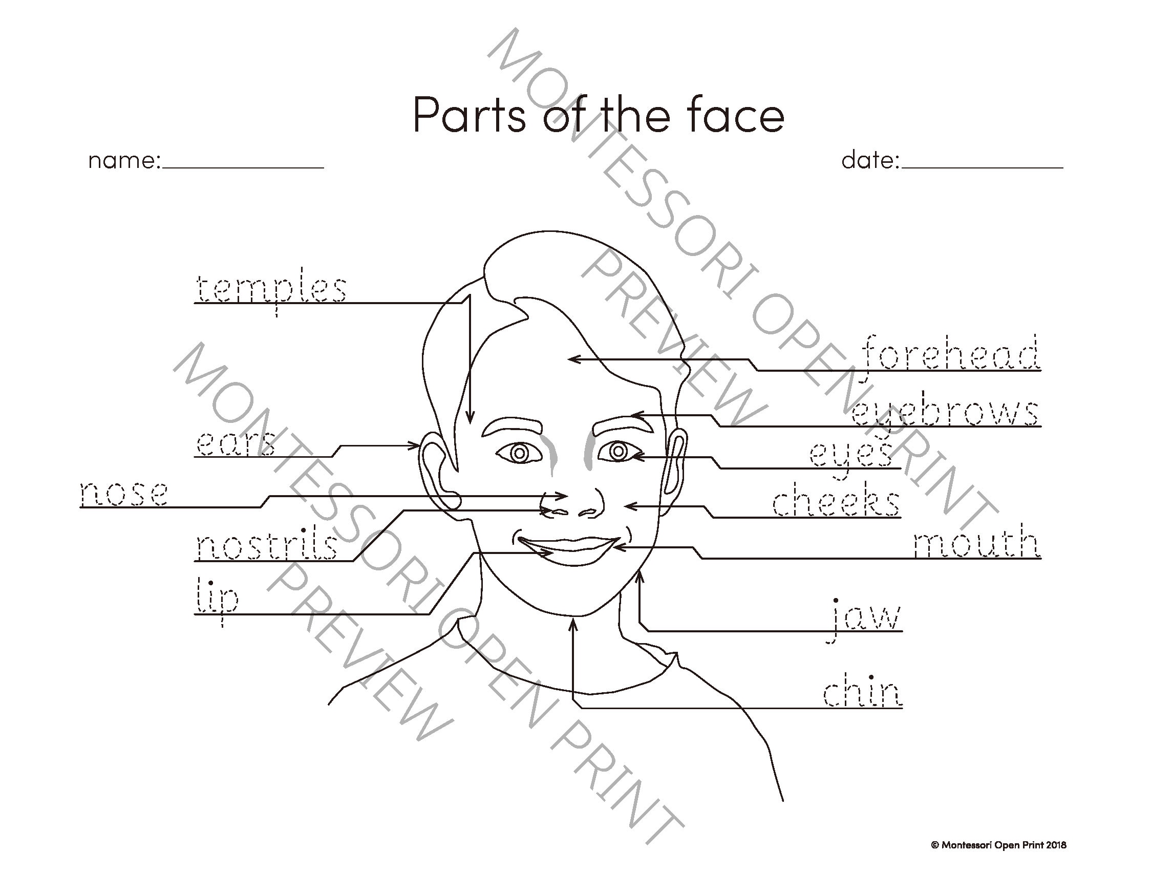 Montessori 3 Part Cards Parts of the Face - Etsy