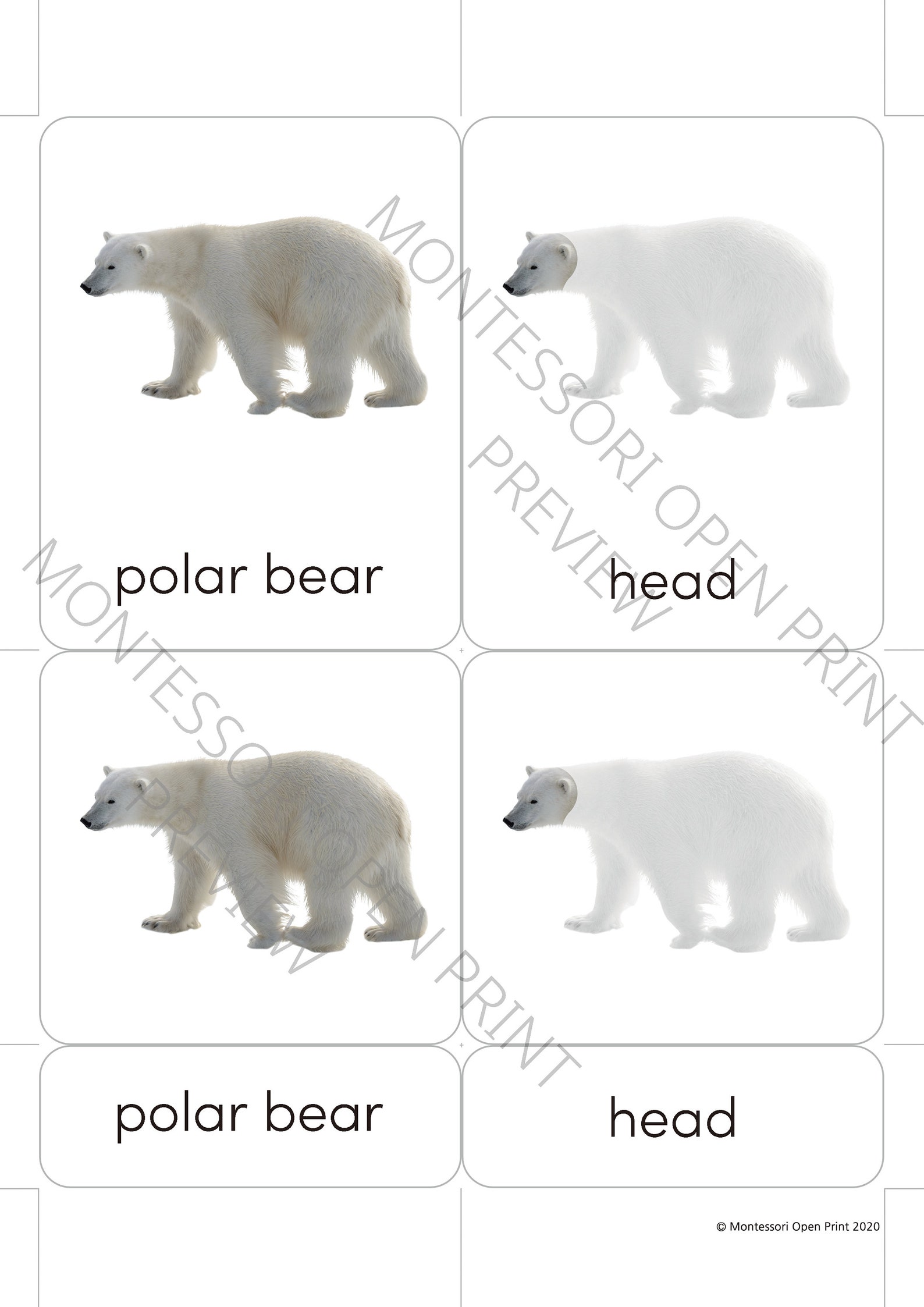 Montessori 3 Part Cards Parts of a Polar Bear - Etsy