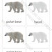 Montessori 3 Part Cards Parts of a Polar Bear - Etsy