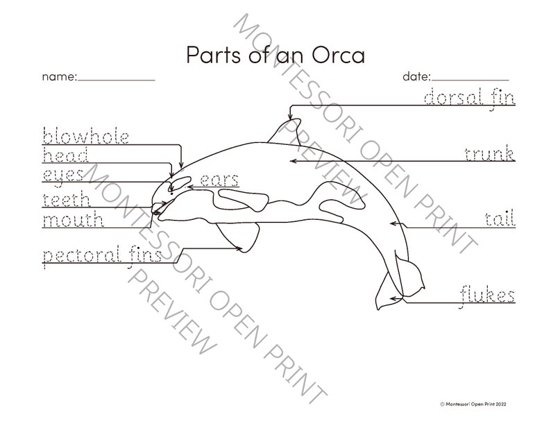 Montessori 3 Part Cards Parts of an Orca - Etsy
