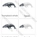 Montessori 3 Part Cards Parts of a Humpback Whale - Etsy