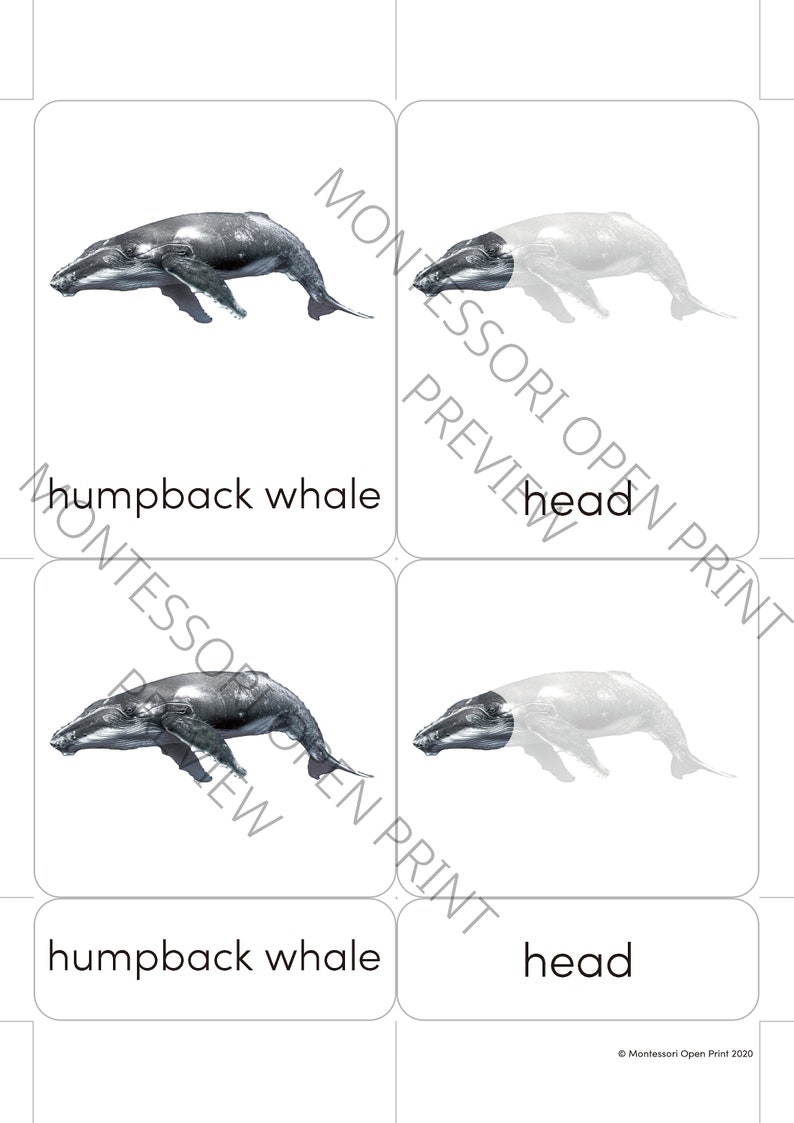 Montessori 3 Part Cards Parts of a Humpback Whale - Etsy